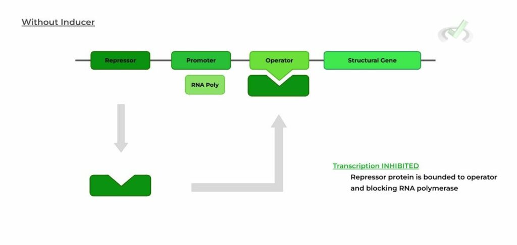 Gene Expression: Prokaryotes on the MCAT – MedLife Mastery