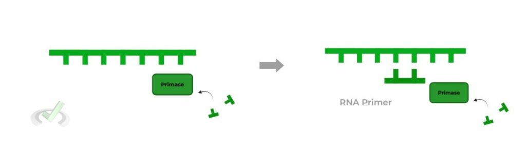 DNA Replication: Enzymes and Processes on the MCAT – MedLife Mastery