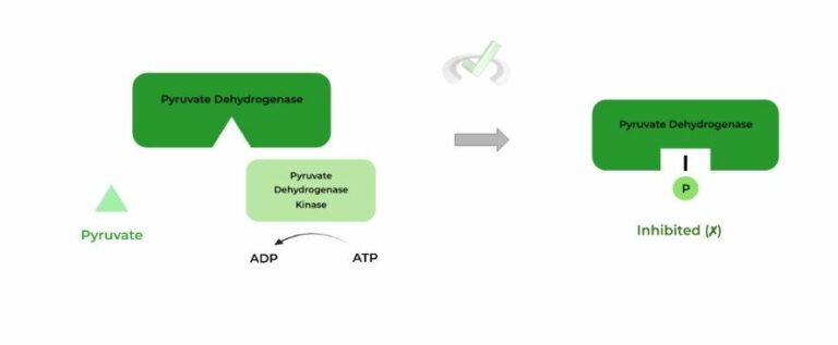 Pyruvate Dehydrogenase Complex on the MCAT – MedLife Mastery