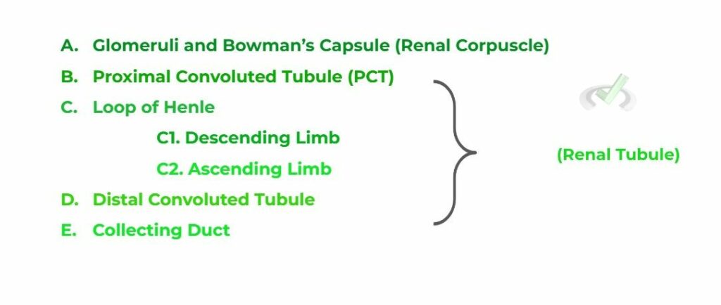 Excretory Systems on the MCAT – MedLife Mastery