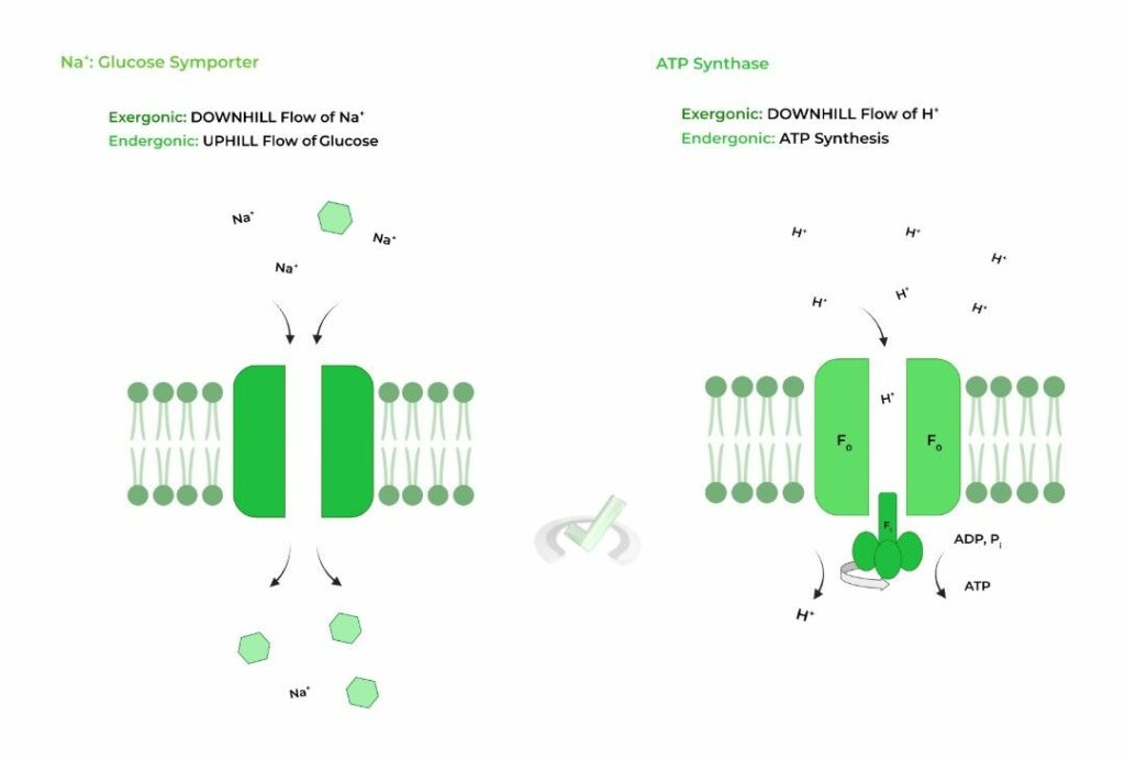 Oxidative Phosphorylation: ATP Synthase on the MCAT – MedLife Mastery