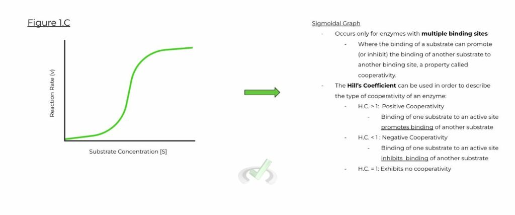 Enzyme Kinetics on the MCAT – MedLife Mastery