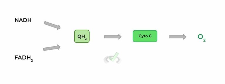 Oxidative Phosphorylation: Electron Transport Chain on the MCAT ...