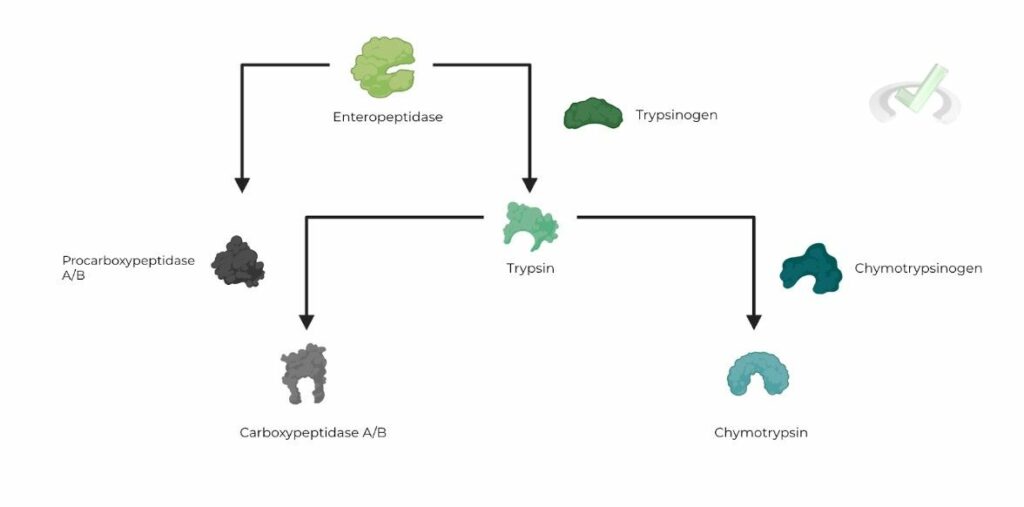 Enzyme Inhibition: Other Forms on the MCAT – MedLife Mastery