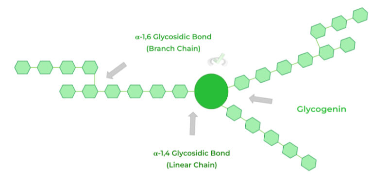 Carbohydrate Storage: Glycogenesis on the MCAT – MedLife Mastery