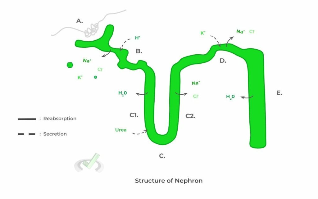 Excretory Systems on the MCAT – MedLife Mastery