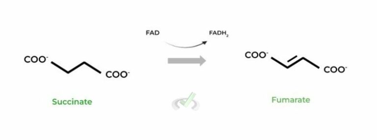 Oxidative Phosphorylation: Citric Acid Cycle on the MCAT – MedLife Mastery