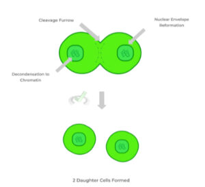 Cells on the MCAT – MedLife Mastery