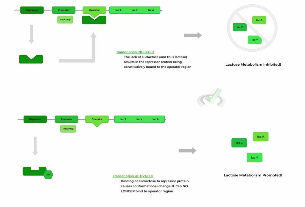 Gene Expression: Prokaryotes on the MCAT – MedLife Mastery