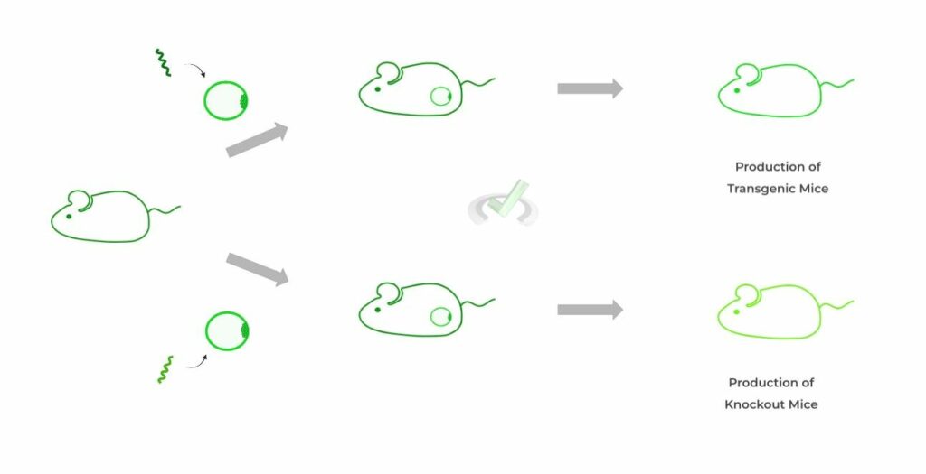 Biotechnology: Applications of DNA Technology on the MCAT – MedLife Mastery