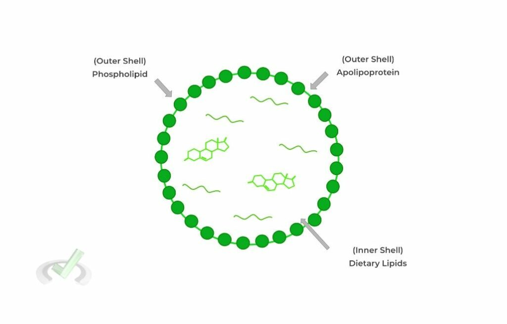 Fatty Acids: Digestion, Transport, and Mobilization on the MCAT ...