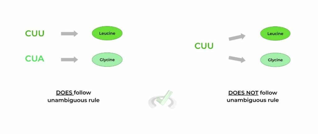 RNA Transcription: Fundamentals and Key Terms on the MCAT – MedLife Mastery