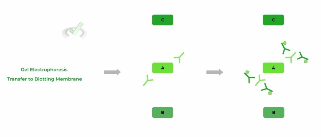 Biotechnology: Blotting on the MCAT – MedLife Mastery