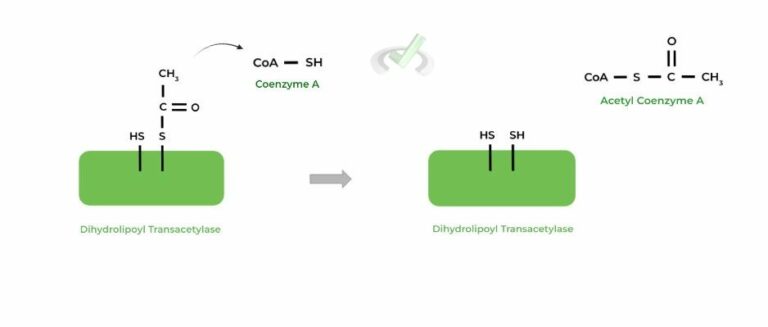 Pyruvate Dehydrogenase Complex on the MCAT – MedLife Mastery