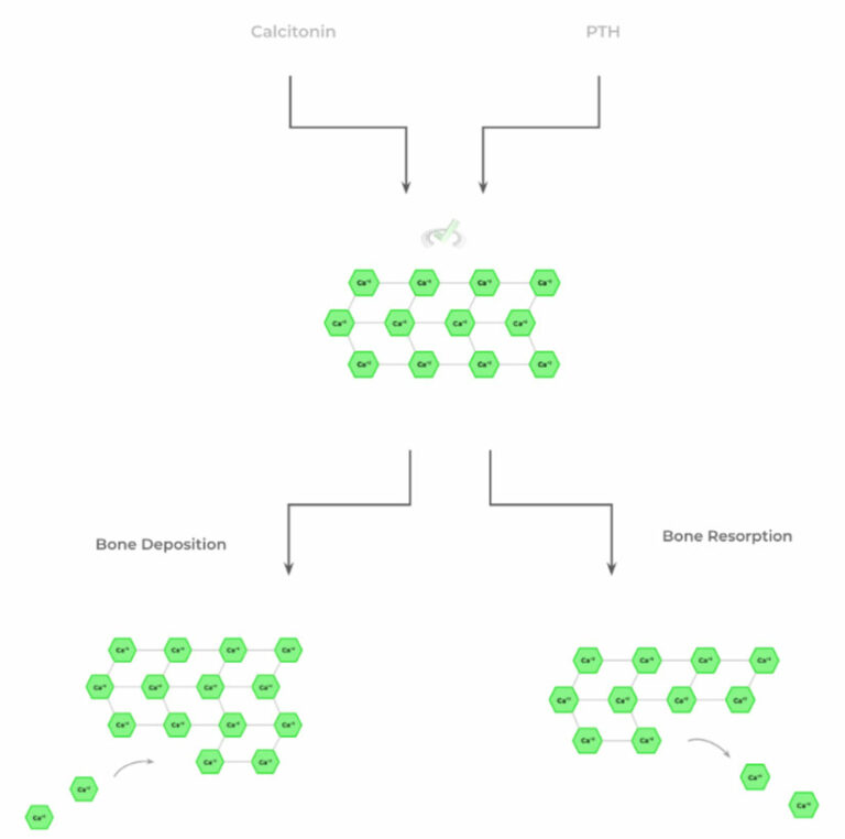 Musculoskeletal Systems On The MCAT – MedLife Mastery