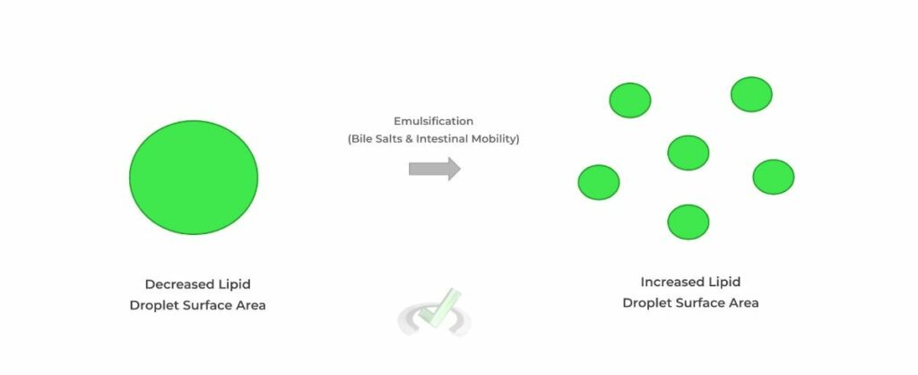 Fatty Acids: Digestion, Transport, and Mobilization on the MCAT ...