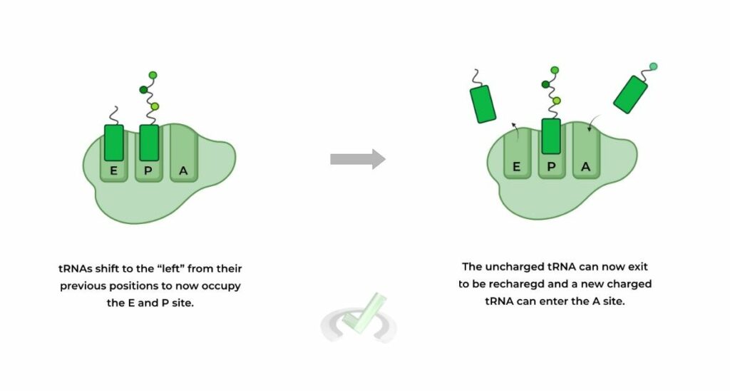 DNA RNA Translation: Processes on the MCAT – MedLife Mastery