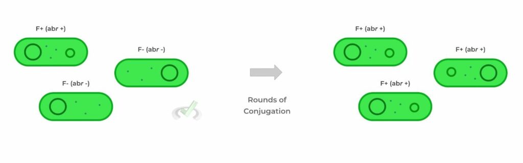 Prokaryotic Cells: Genetic Exchange and Recombination on the MCAT ...