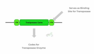 Prokaryotic Cells: Transposons on the MCAT – MedLife Mastery