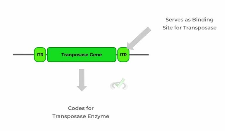 Prokaryotic Cells: Transposons on the MCAT – MedLife Mastery