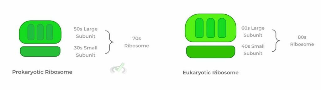 Prokaryotic Cells: General Structural and Physiological Characteristics ...