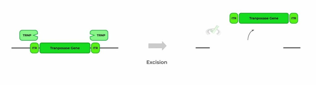 Prokaryotic Cells: Transposons on the MCAT – MedLife Mastery