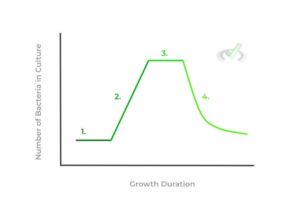 Prokaryotic Cells: Cell Growth on the MCAT – MedLife Mastery