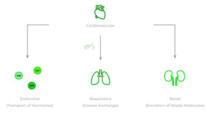 Cardiovascular Systems on the MCAT – MedLife Mastery