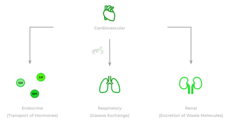 Cardiovascular Systems on the MCAT – MedLife Mastery