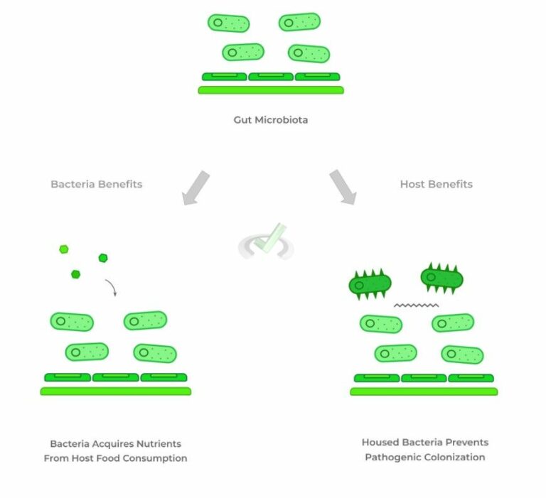 Prokaryotic Cells: General Structural and Physiological Characteristics ...