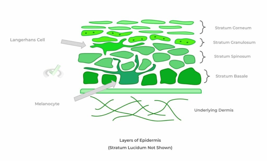 Integumentary Systems on the MCAT – MedLife Mastery