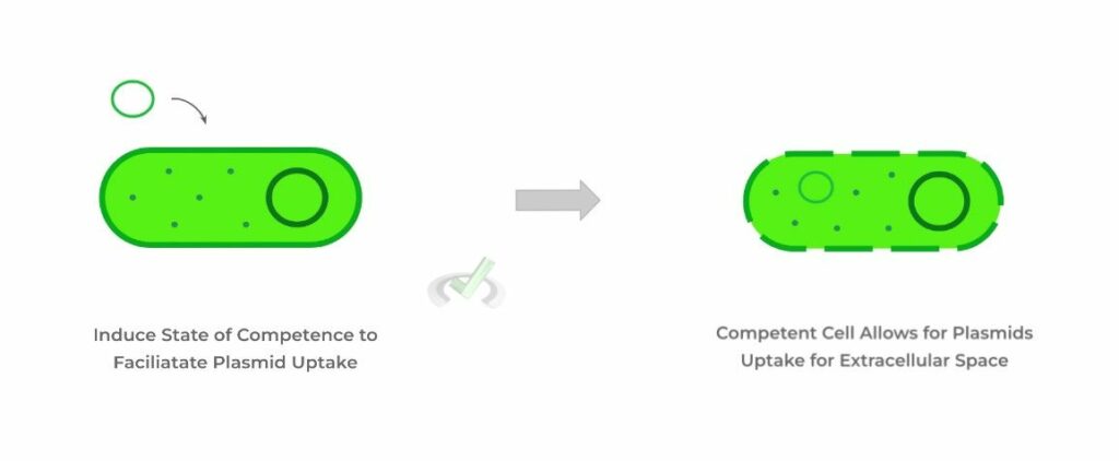Prokaryotic Cells: Genetic Exchange and Recombination on the MCAT ...