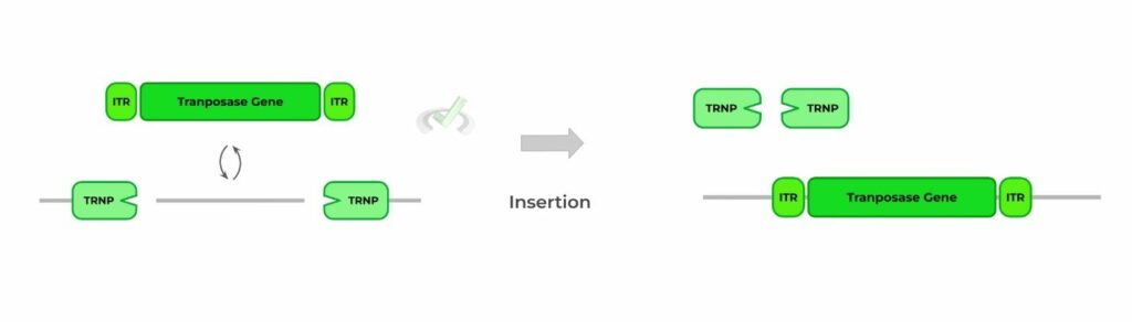 Prokaryotic Cells: Transposons on the MCAT – MedLife Mastery