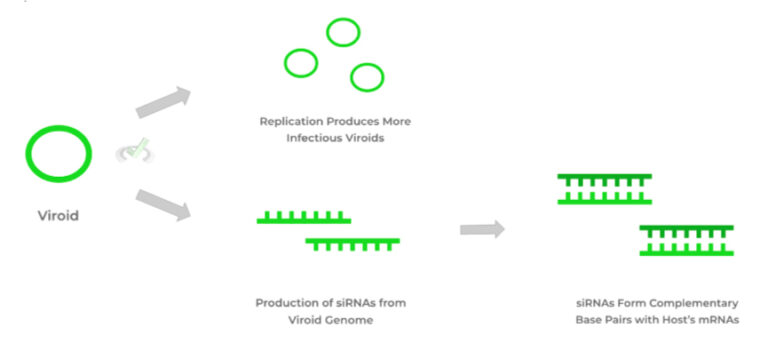 Viruses: Subviral Particles Prions and Viroids on the MCAT – MedLife ...
