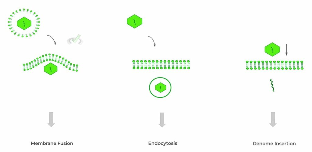 Viruses: Steps of the Viral Life Cycle on the MCAT – MedLife Mastery