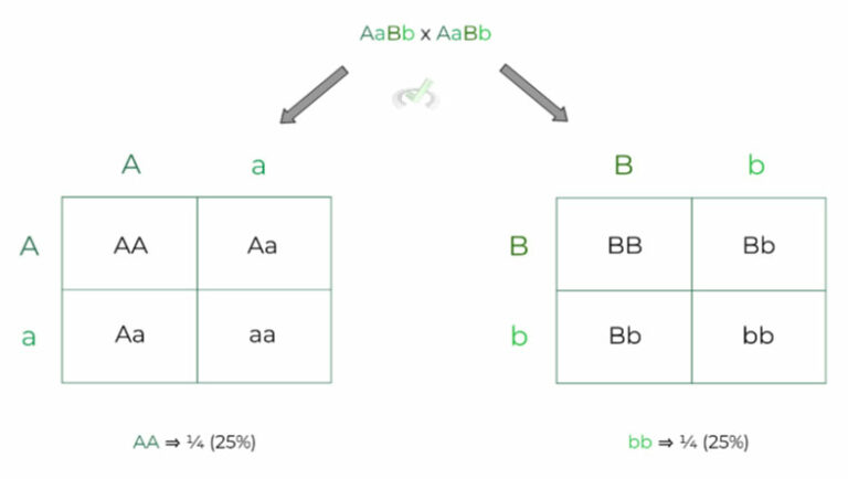 Mendelian Genetics: Punnett Squares Tips on the MCAT – MedLife Mastery
