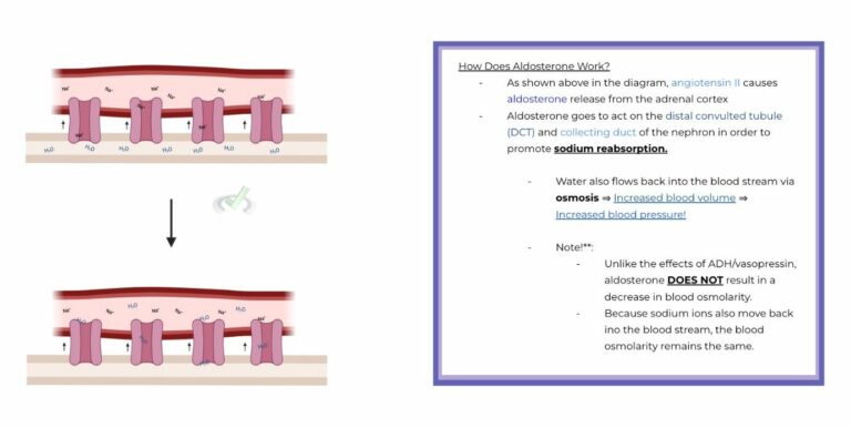 Endocrine System: Adrenal Glands on the MCAT – MedLife Mastery