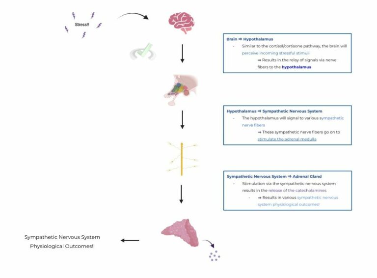Endocrine System: Adrenal Glands on the MCAT – MedLife Mastery
