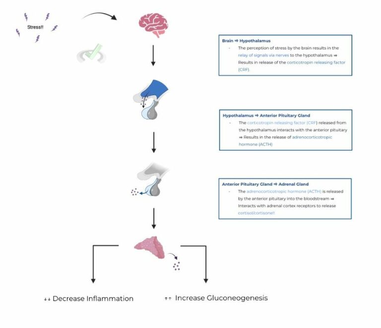 Endocrine System: Adrenal Glands on the MCAT – MedLife Mastery