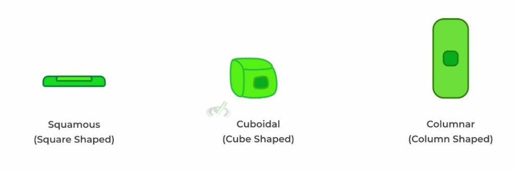 Tissues Formed From Eukaryotic Cells on the MCAT – MedLife Mastery