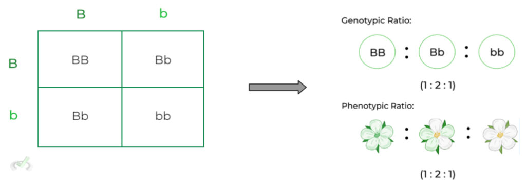 Mendelian Genetics: Punnett Squares on the MCAT – MedLife Mastery
