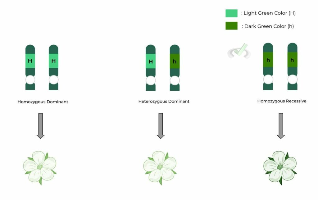 Mendelian Genetics: Fundamentals & Patterns of Dominance on the MCAT ...