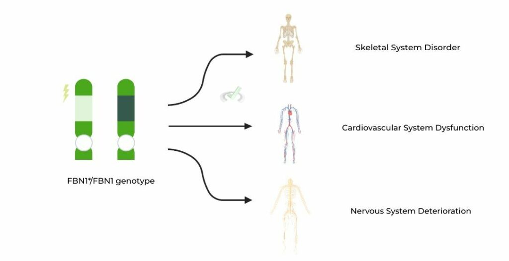 Mendelian Genetics: Fundamentals & Patterns of Dominance on the MCAT ...