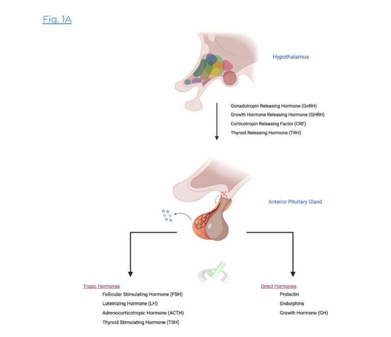 Endocrine System: Hypothalamic-Pituitary Interactions on the MCAT – MedLife Mastery