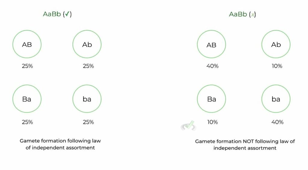 Mendelian Genetics: Mendel’s Laws on the MCAT – MedLife Mastery
