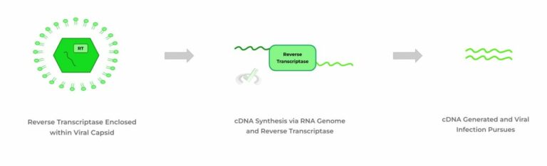 Viruses: Steps of the Viral Life Cycle on the MCAT – MedLife Mastery