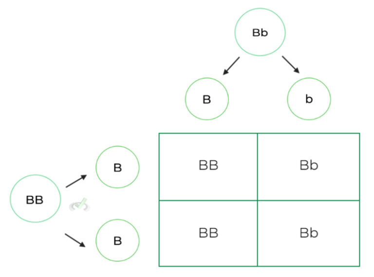 Mendelian Genetics: Punnett Squares on the MCAT – MedLife Mastery