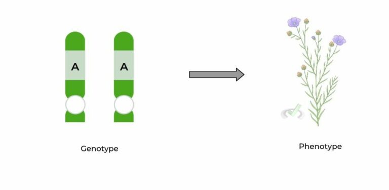 Mendelian Genetics: Fundamentals & Patterns of Dominance on the MCAT ...