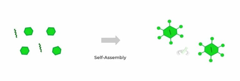 Viruses: Steps of the Viral Life Cycle on the MCAT – MedLife Mastery