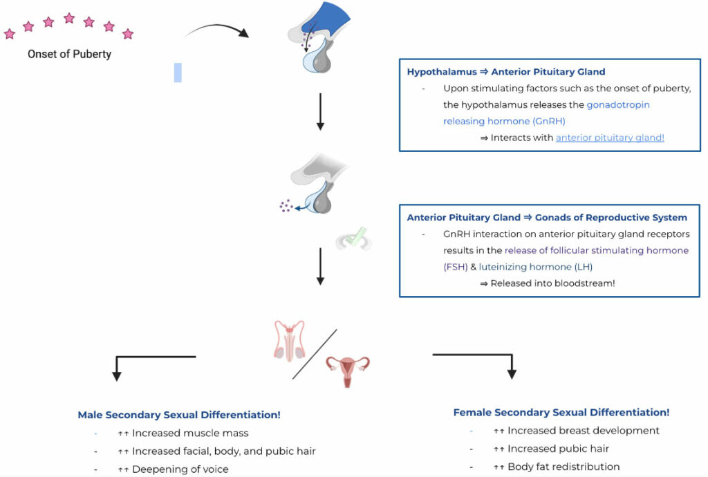 Endocrine Hormones Sex Hormones On The Mcat Medlife Mastery 2209